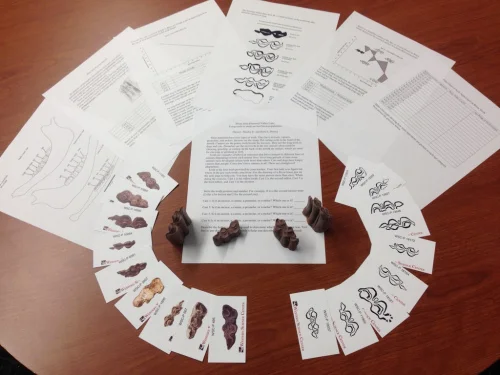 Bison Teaching Kit — Western Science Center