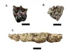 Horses — Valley of the Mastodons — Western Science Center