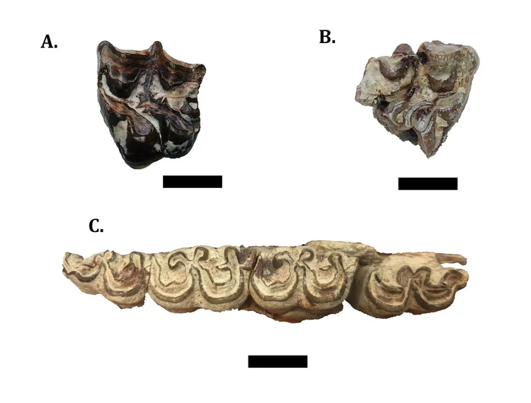Horses — Valley of the Mastodons — Western Science Center