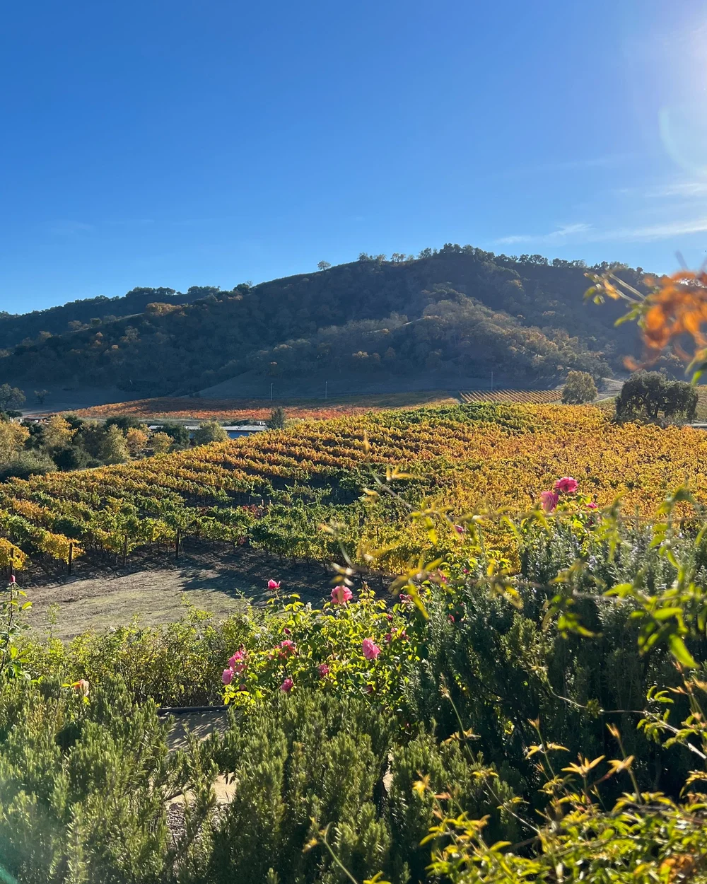 5 Neighborhoods to Explore — Visit Morgan Hill