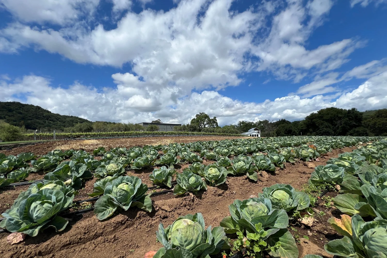 Introducing MOHI Ranch — Visit Morgan Hill