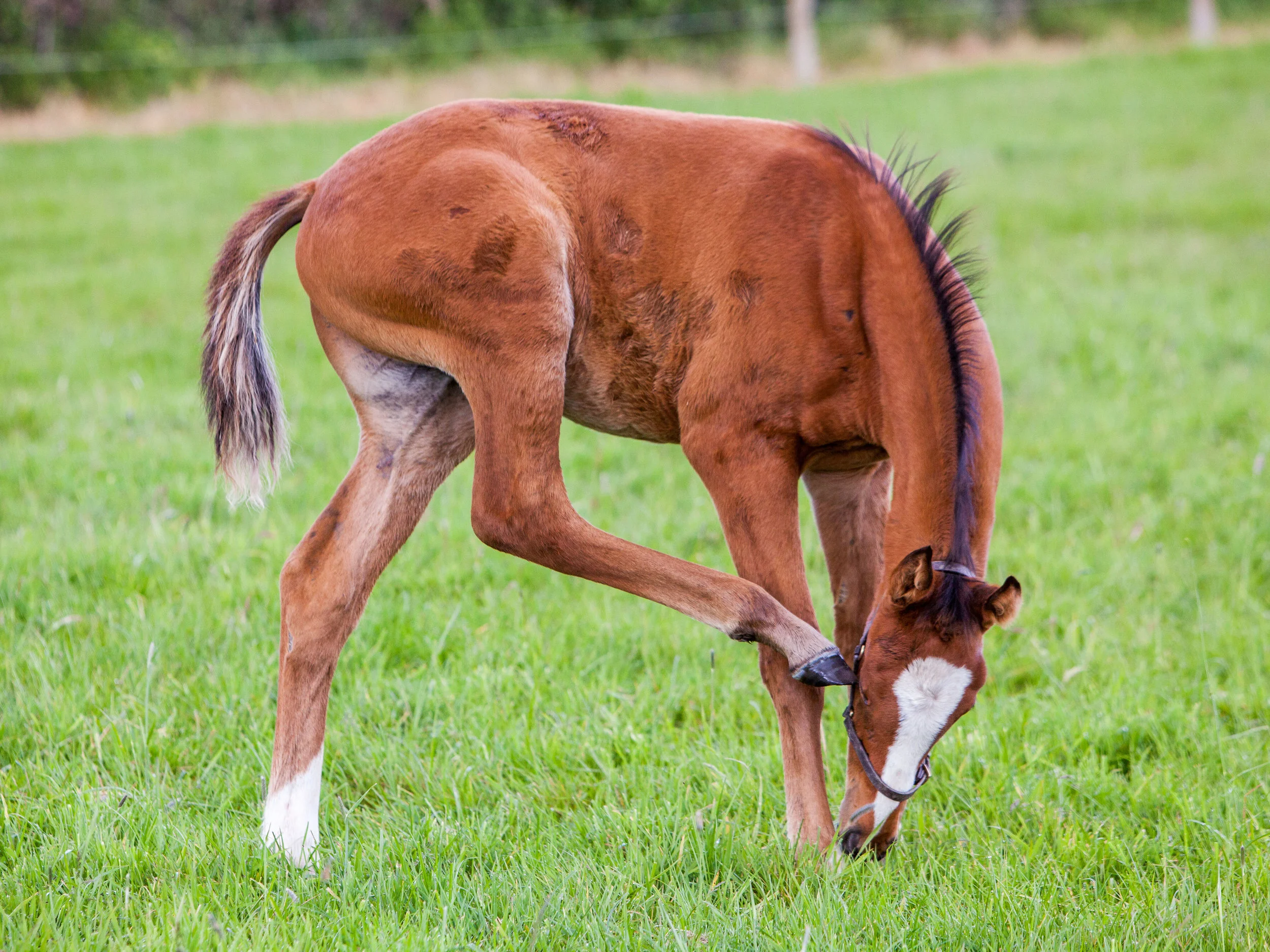 Gallery — Baroda Stud