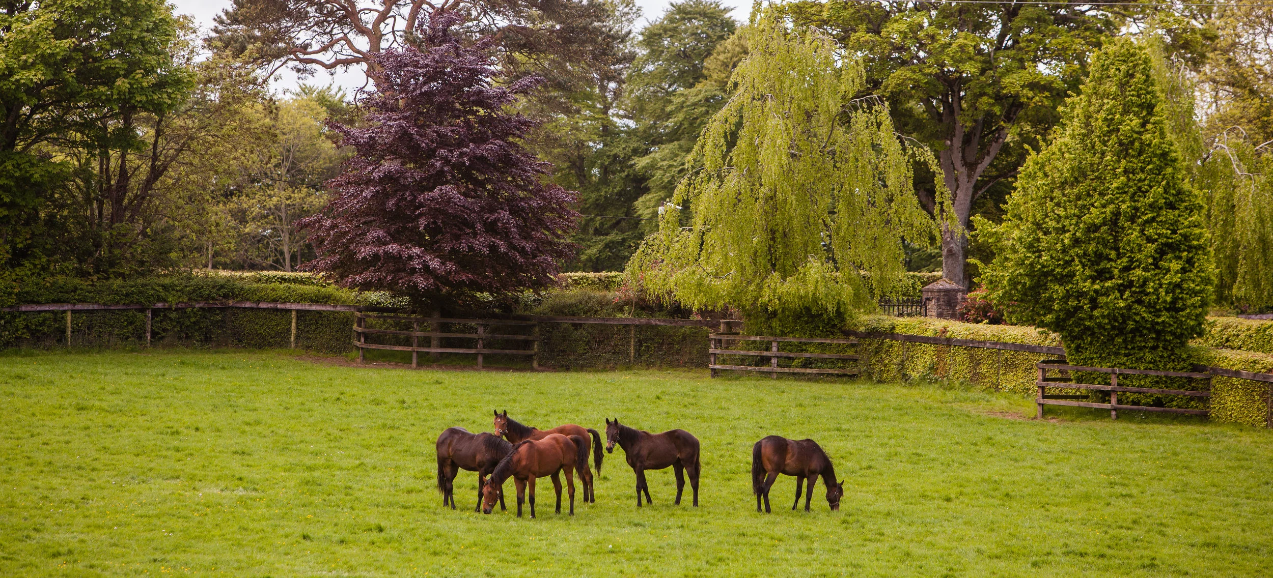 Gallery — Baroda Stud