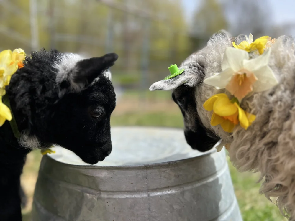 Shetland Sheep — Wing & A Prayer Farm