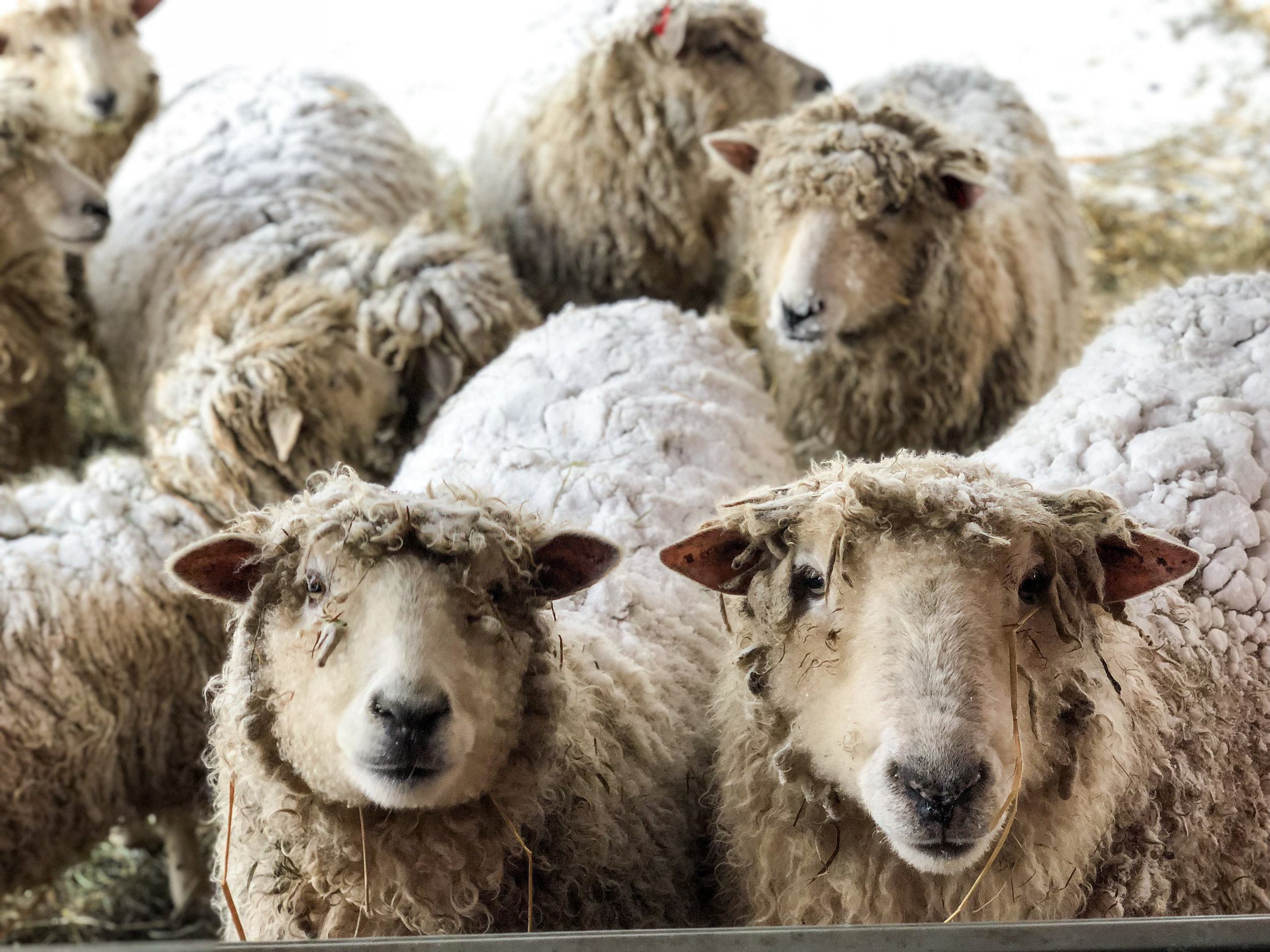 Fiber Farm — Wing & A Prayer Farm