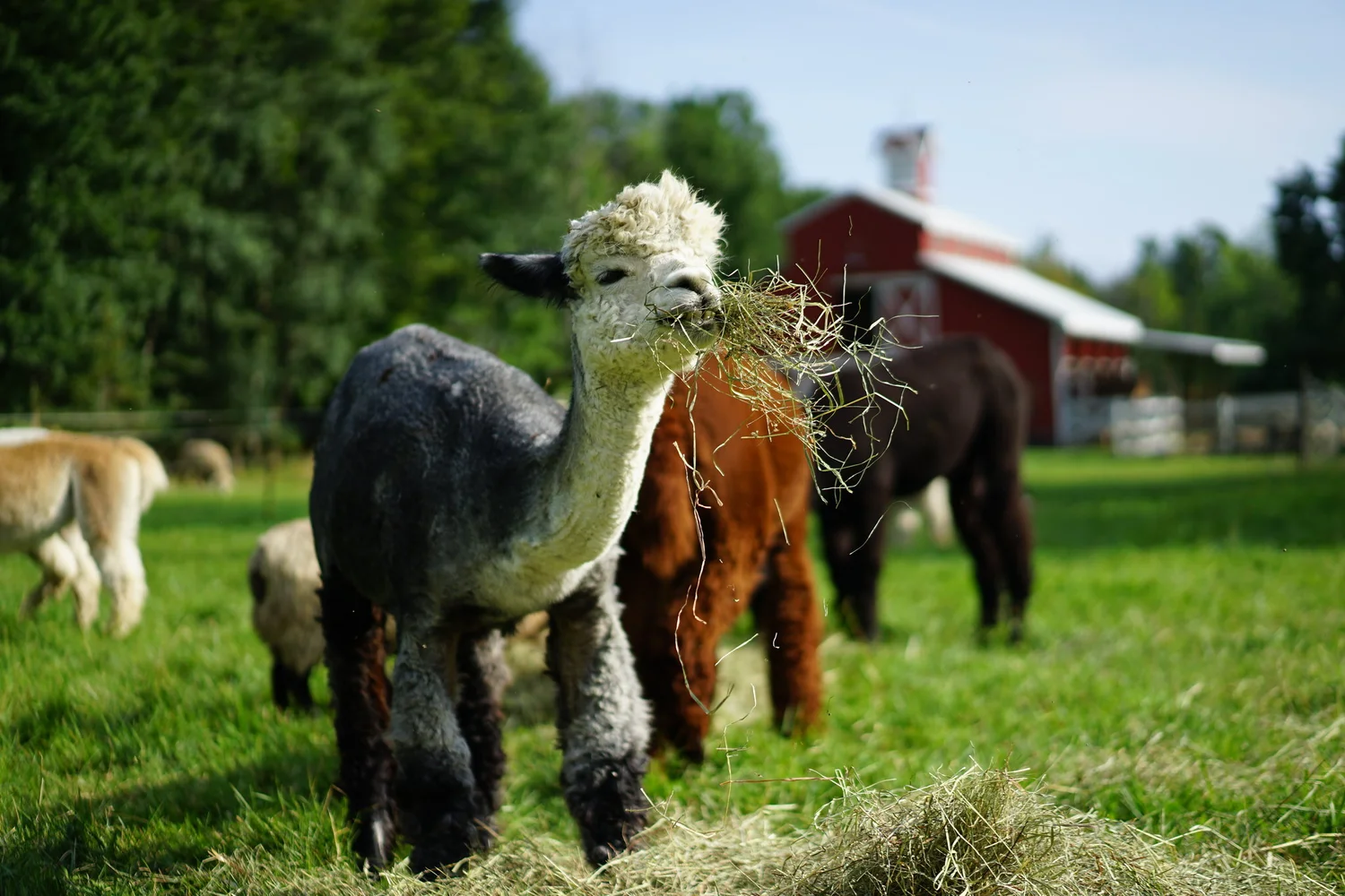 Fiber Farm — Wing & A Prayer Farm
