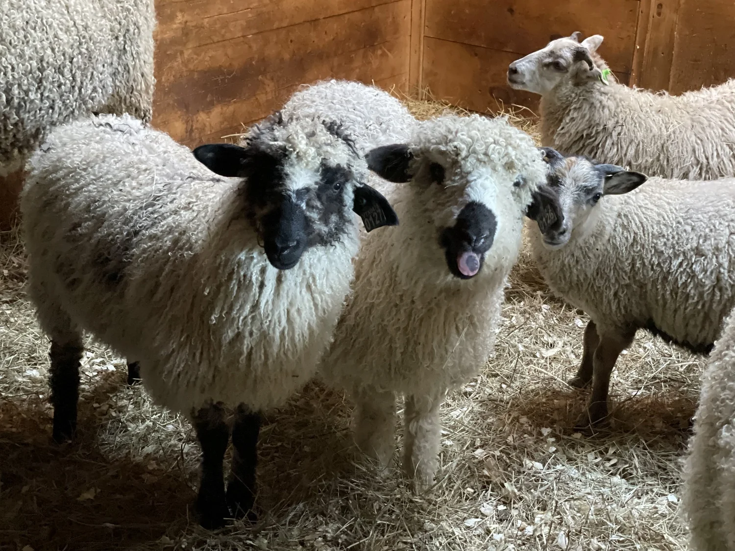 Fiber Farm — Wing & A Prayer Farm