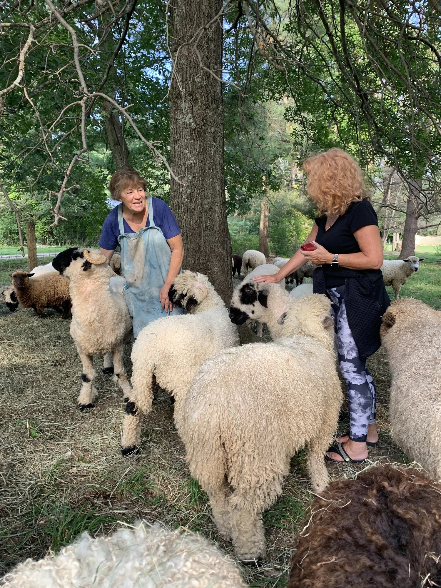 Fiber Farm — Wing & A Prayer Farm