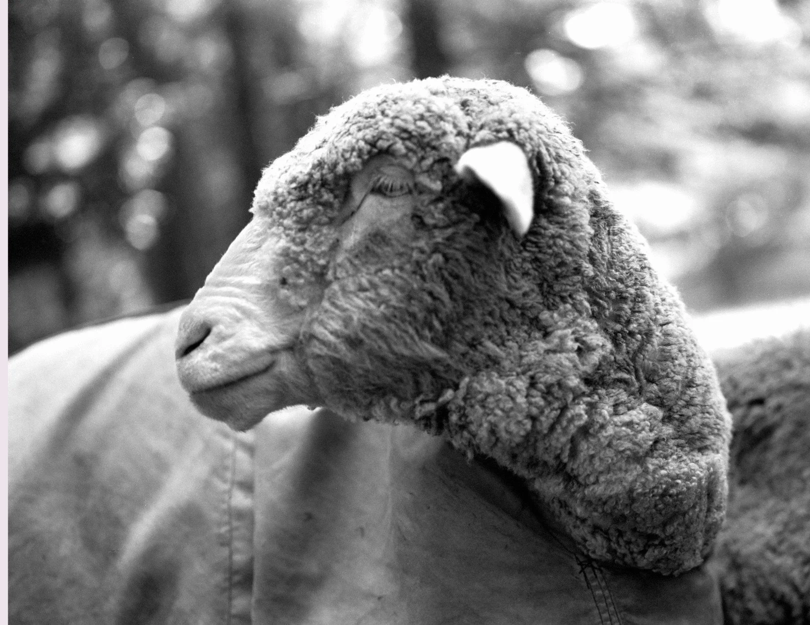 Yarn Shop at Wing + A Prayer Farm — Wing & A Prayer Farm