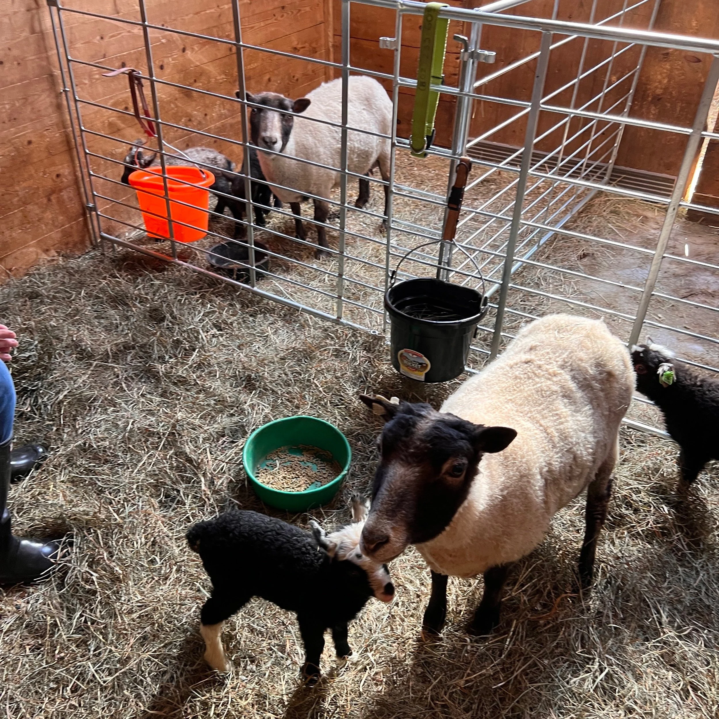 Shetland Sheep — Wing & A Prayer Farm