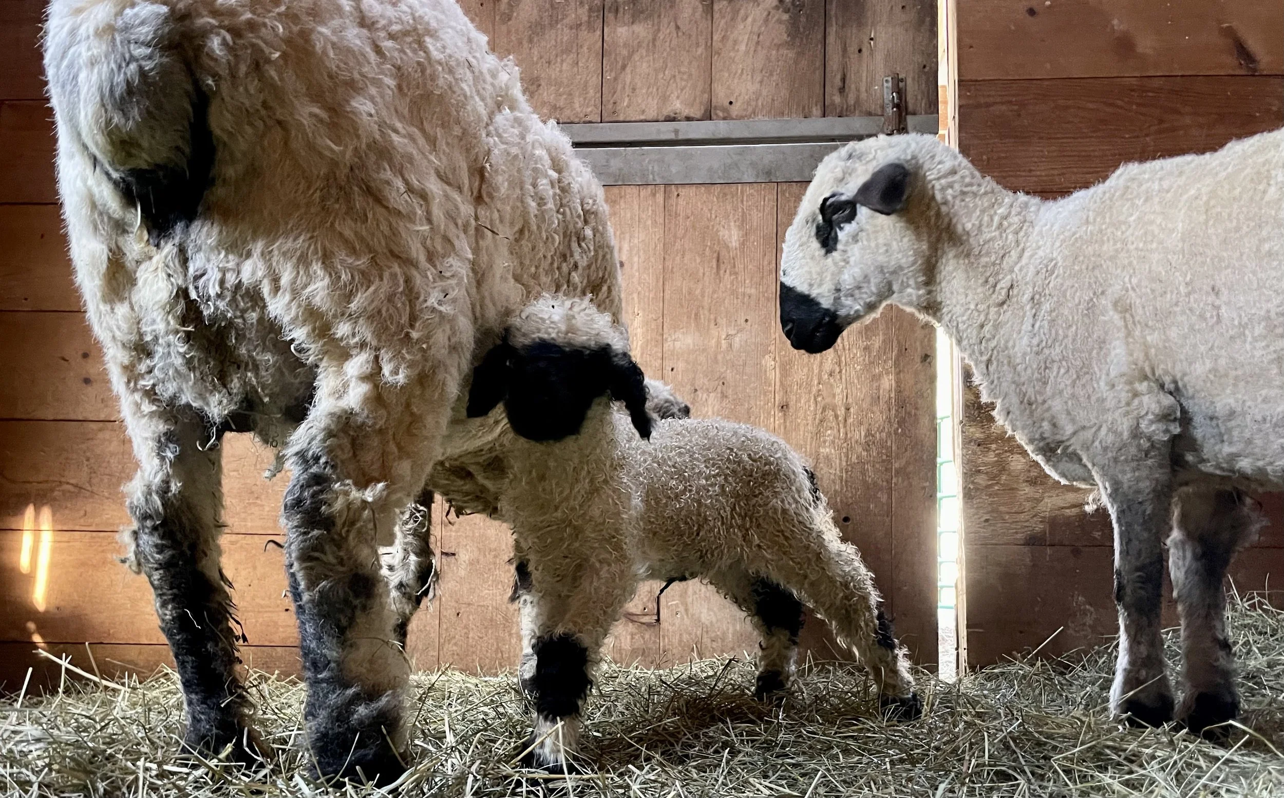 Valais Blacknose Sheep — Wing & A Prayer Farm