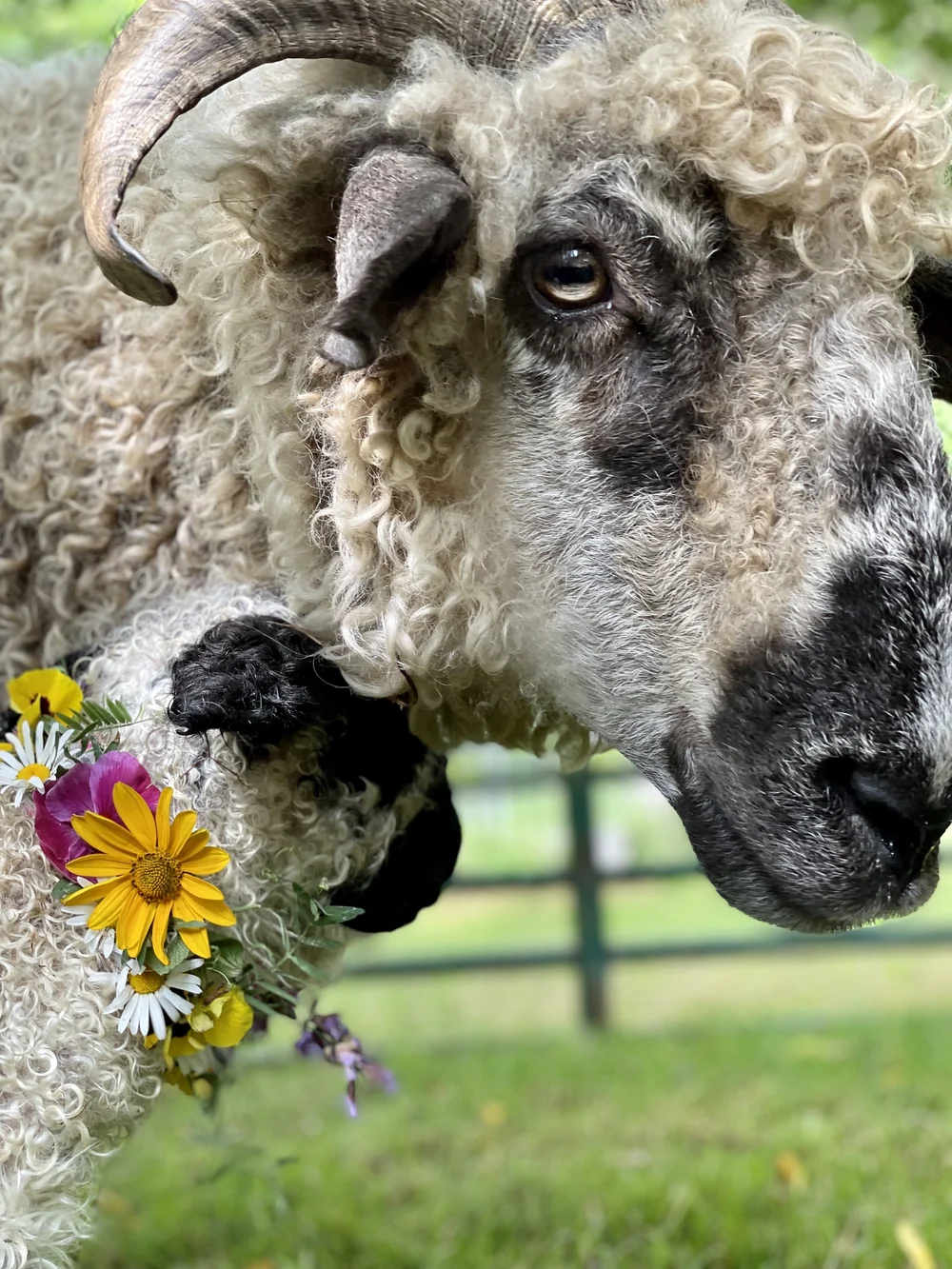 Valais Blacknose Sheep — Wing & A Prayer Farm