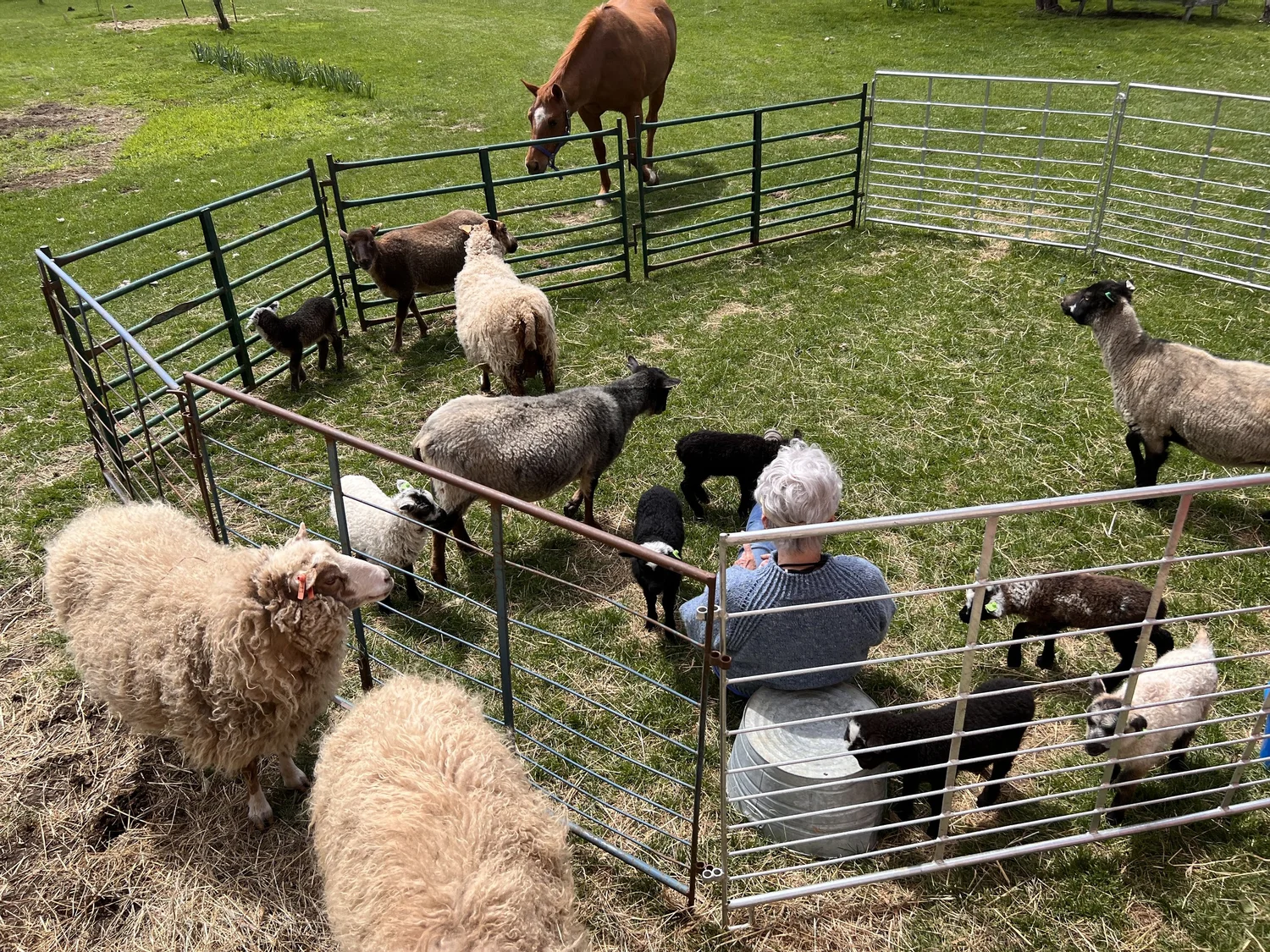 Shetland Sheep — Wing & A Prayer Farm