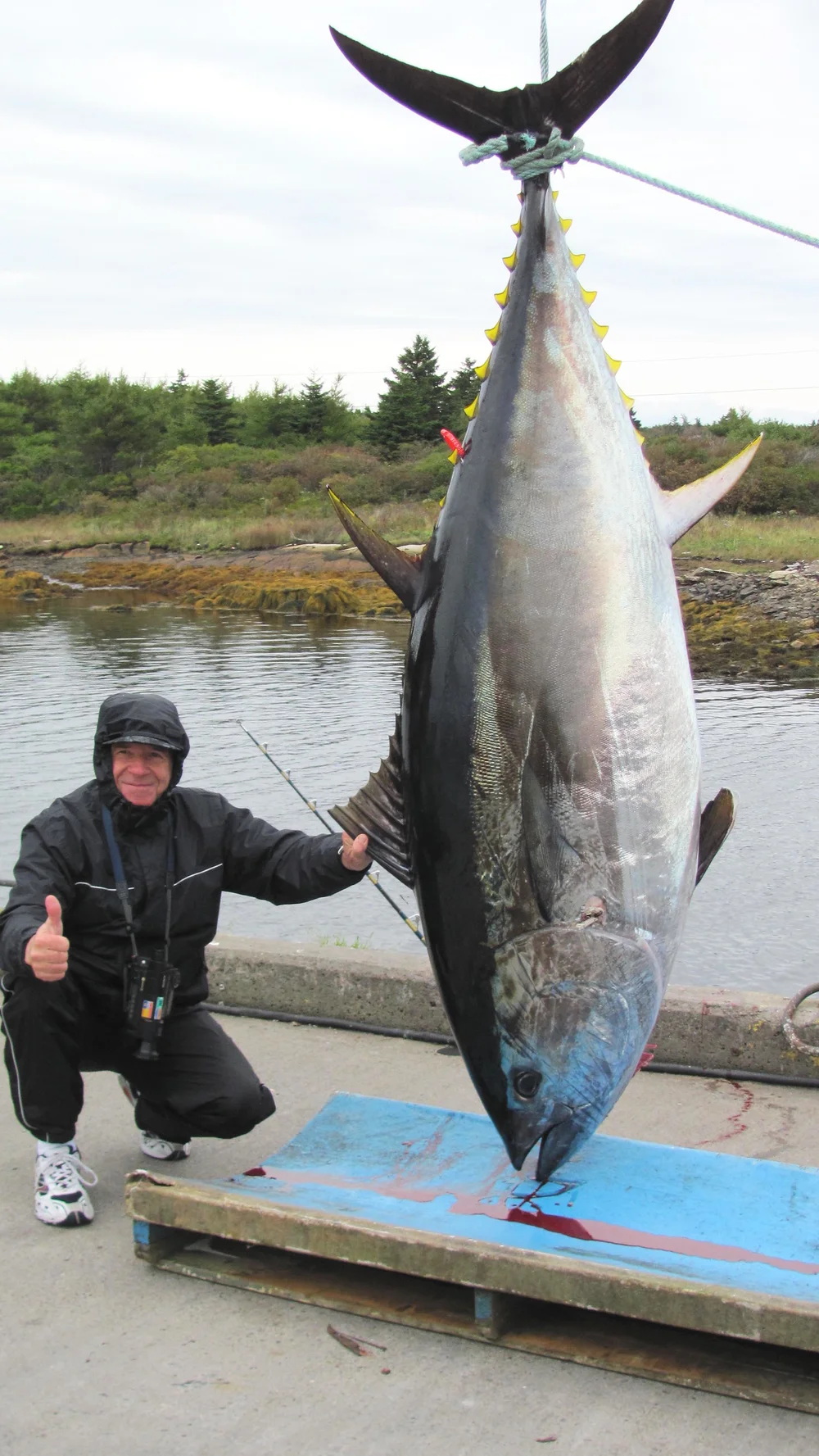 Giant Bluefin Tuna