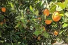 Tree-Ripened Oranges: What's the Difference? — Sequoia Roots Farm