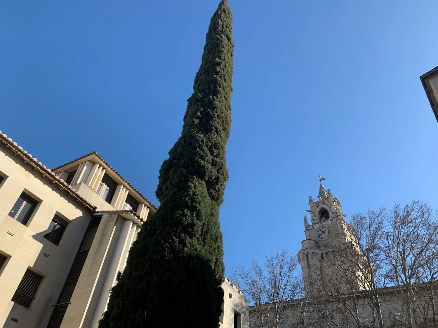 Avignon in Winter: What to See, Do, and Expect — Observing Leslie