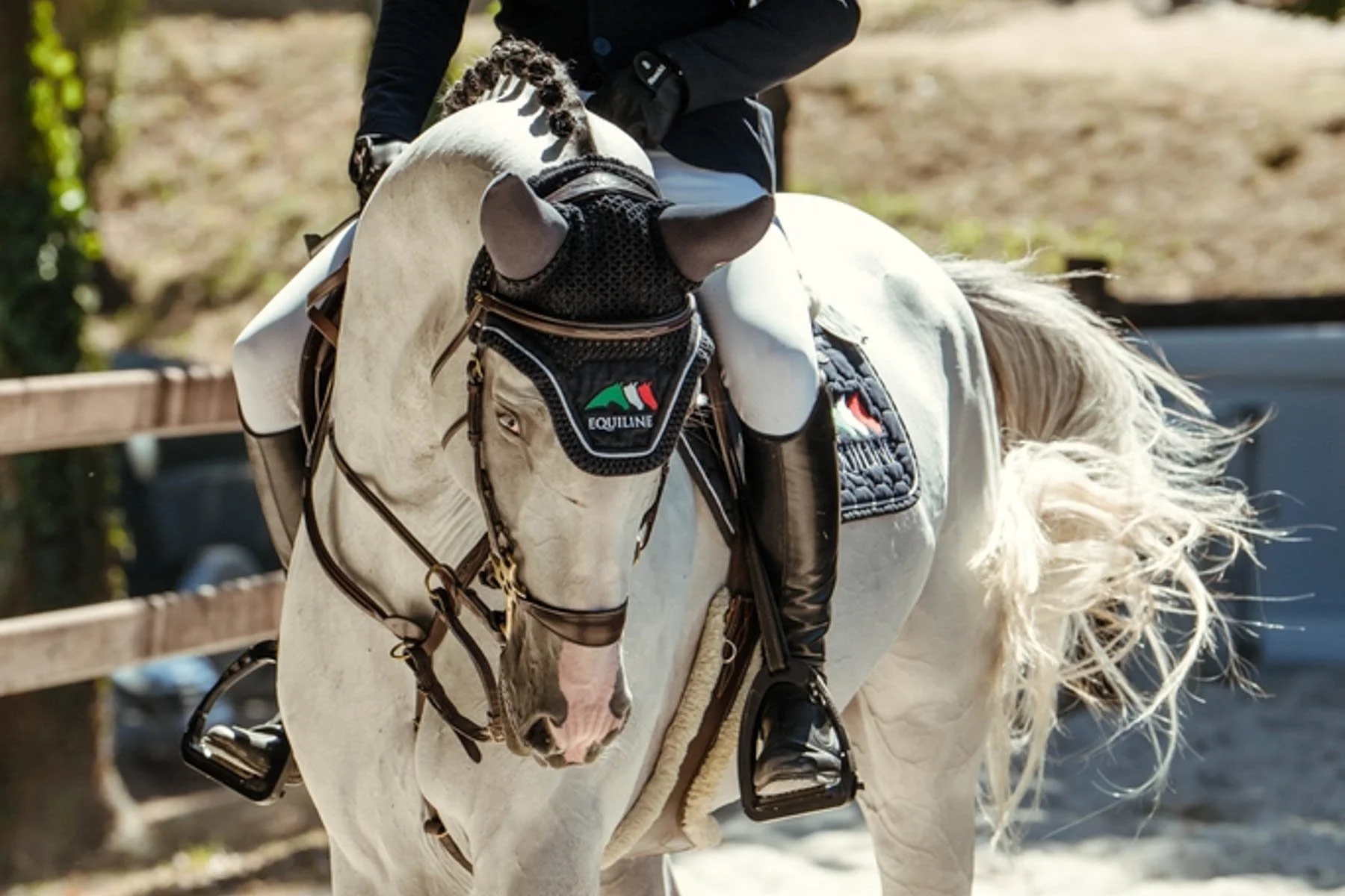 Competition — Oakland Stables