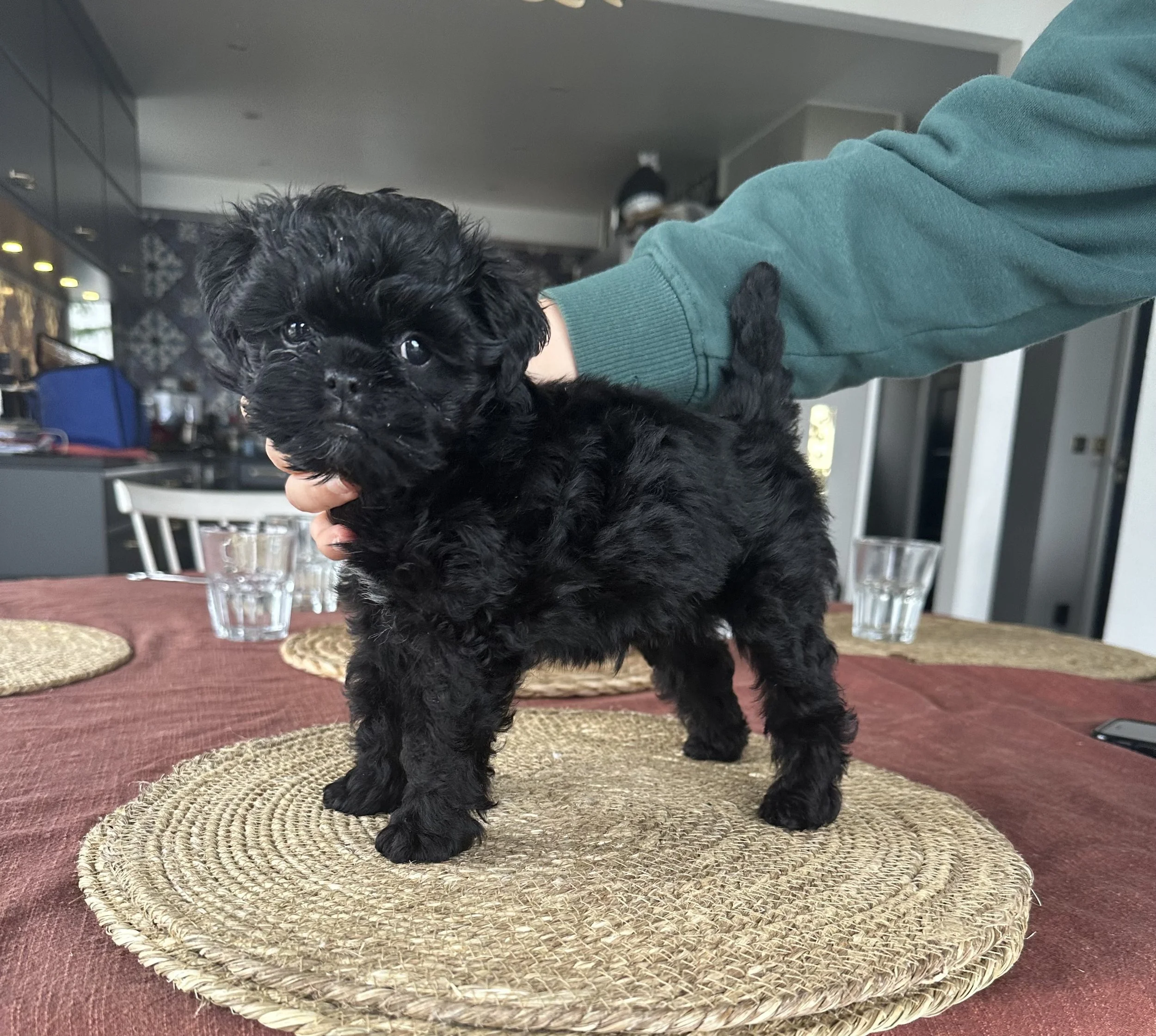 Pink Panther Show litter — Velvet Dandy´s