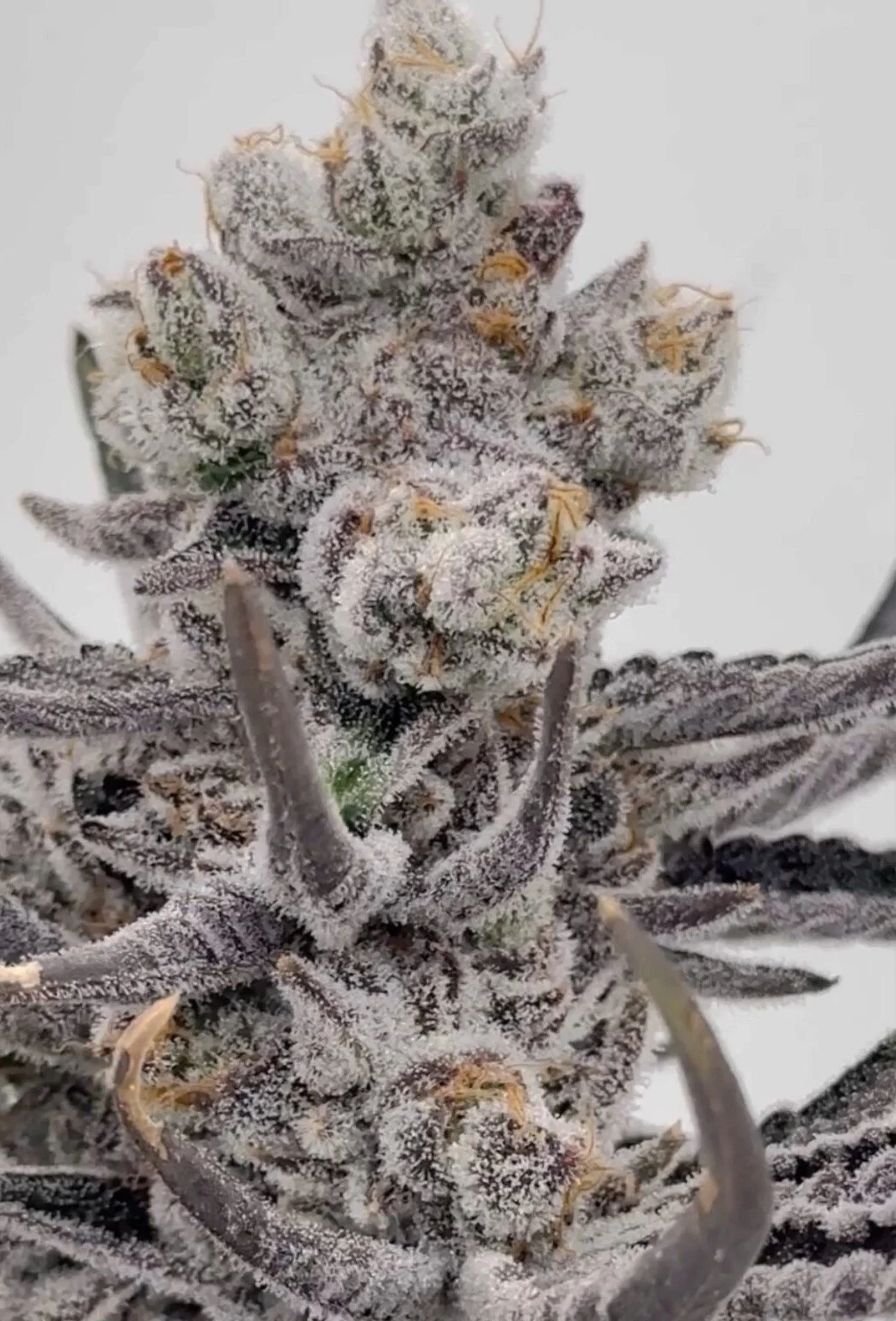 Clone Strain Menu — Prime Cuts Cannabis Clone Nursery and Seed Bank