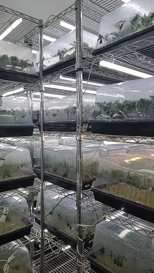 Prime Cuts Cannabis Clone Nursery and Seed Bank
