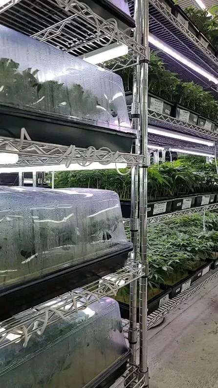 ACAI SHERBERT LINEAGE: (ACAI BANANA MINTS X CHERRY SHERBERT) — Prime ...