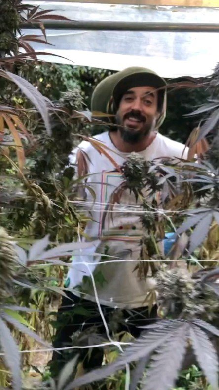 Permanent Chimera Clones — Prime Cuts Cannabis Clone Nursery and Seed Bank Permanent Chimera Clones — Prime Cuts Cannabis Clone Nursery and Seed Bank