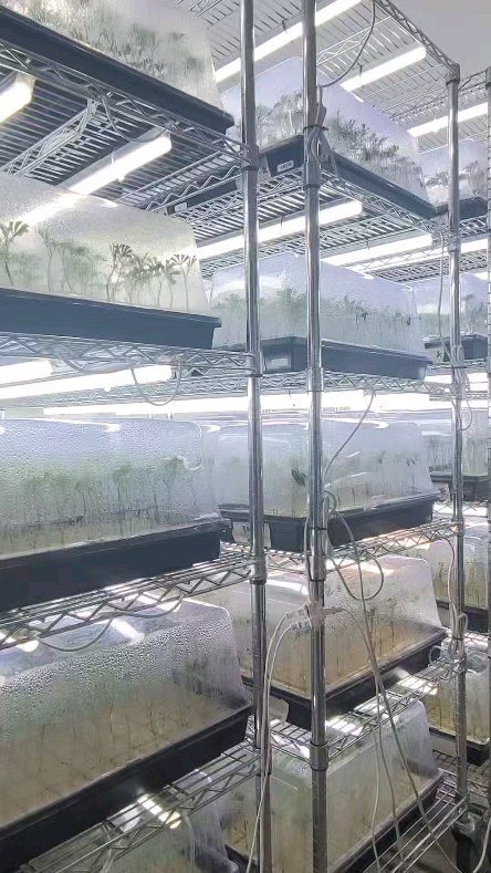 Permanent Chimera Clones — Prime Cuts Cannabis Clone Nursery and Seed Bank Permanent Chimera Clones — Prime Cuts Cannabis Clone Nursery and Seed Bank