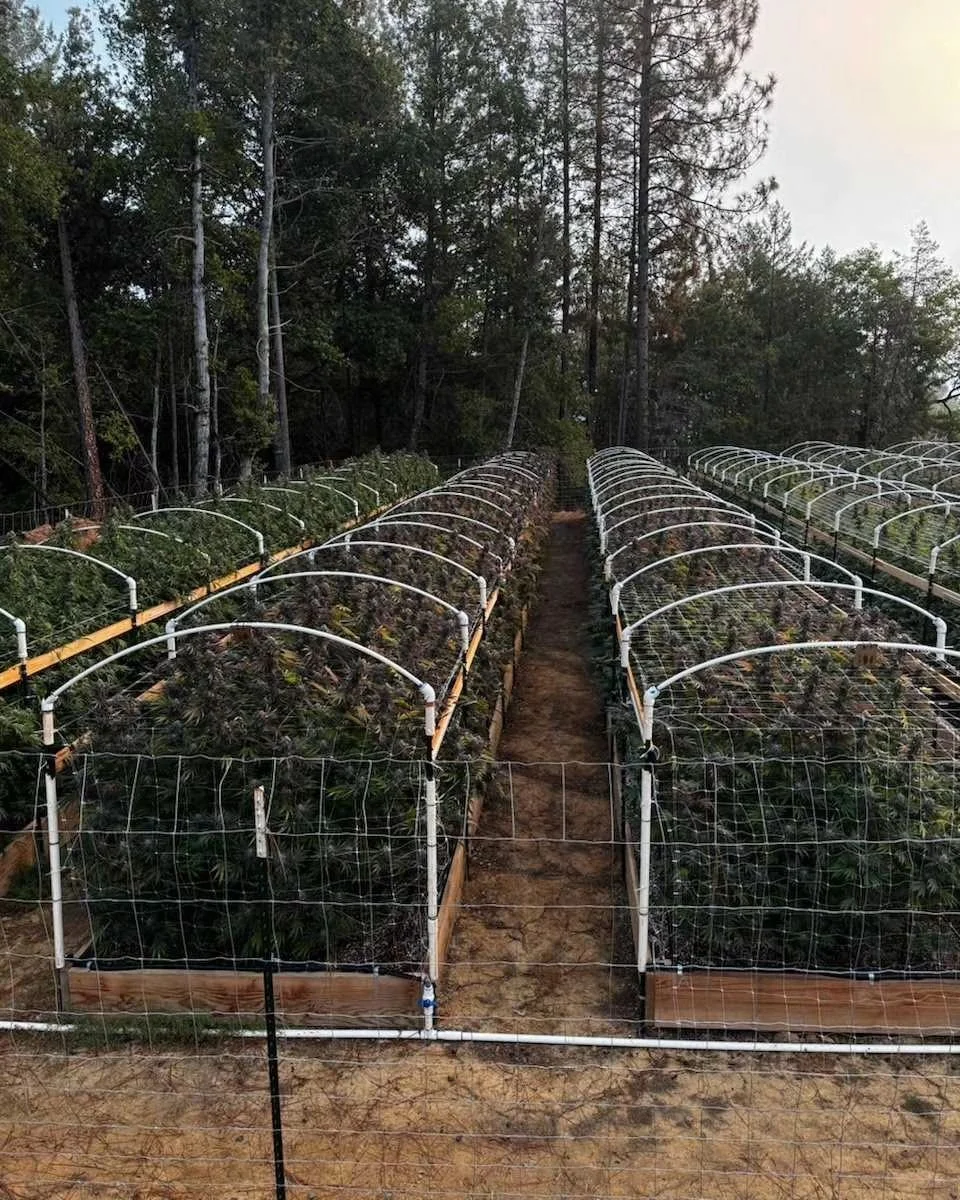 Looking for high-quality cannabis clones to kickstart your cultivation ...