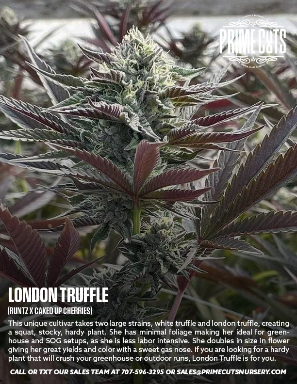 Clone Strain Menu — Prime Cuts Cannabis Clone Nursery and Seed Bank