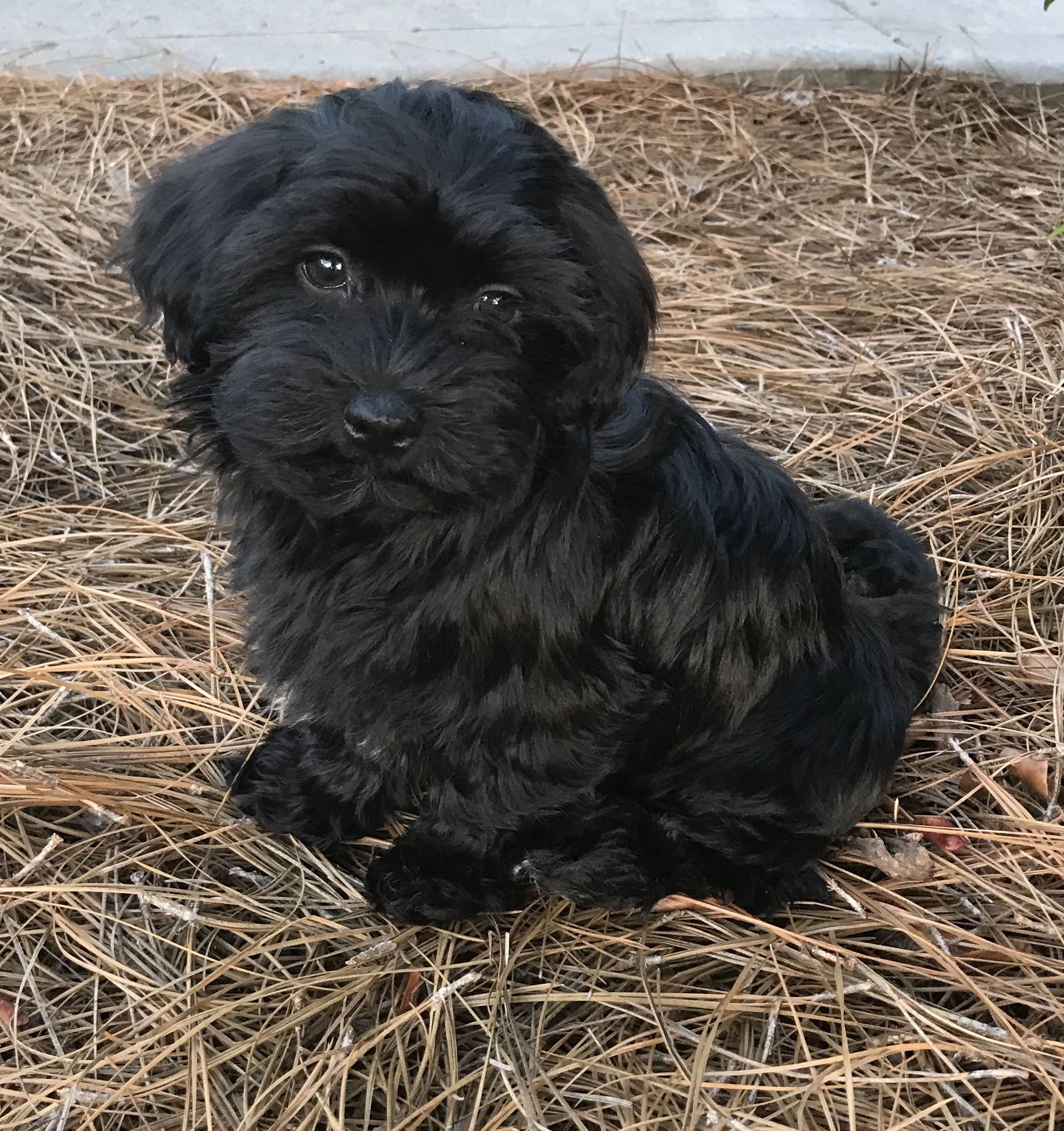 Past Puppies — 3 B's Havanese
