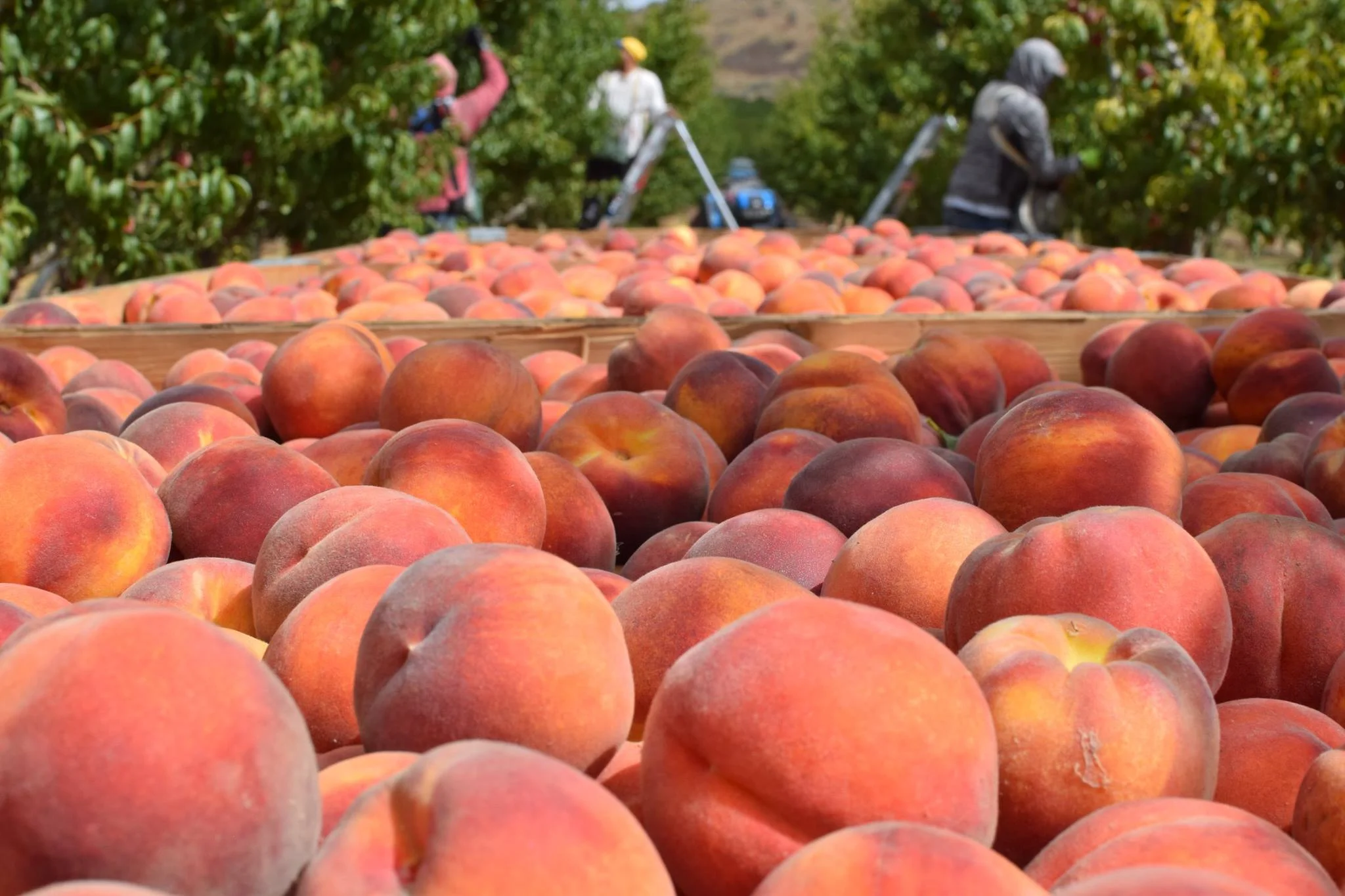 McMullin Orchards Inc.