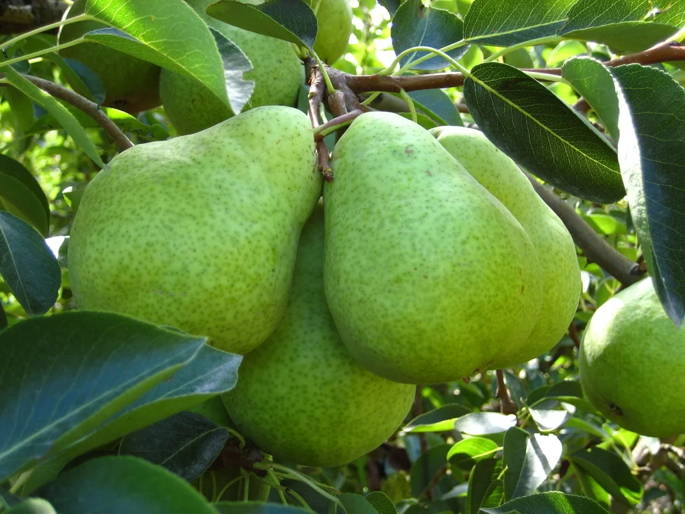 Pears — McMullin Orchards Inc.