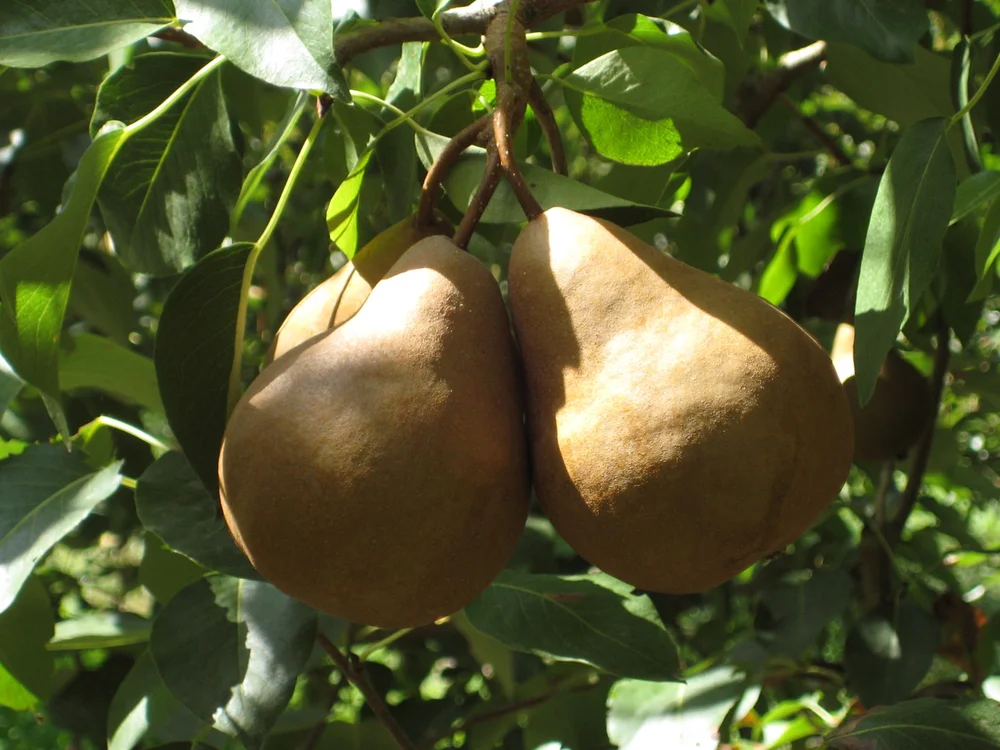 Pears — McMullin Orchards Inc.