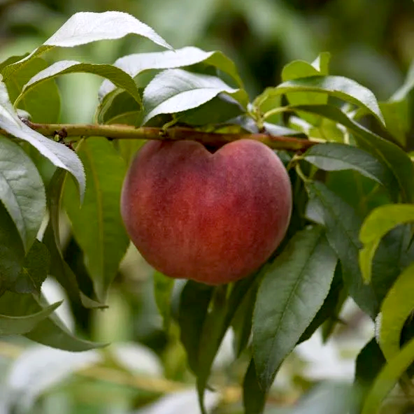 Peaches — McMullin Orchards Inc.