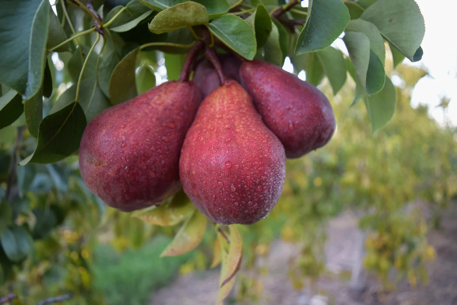 Pears — McMullin Orchards Inc.