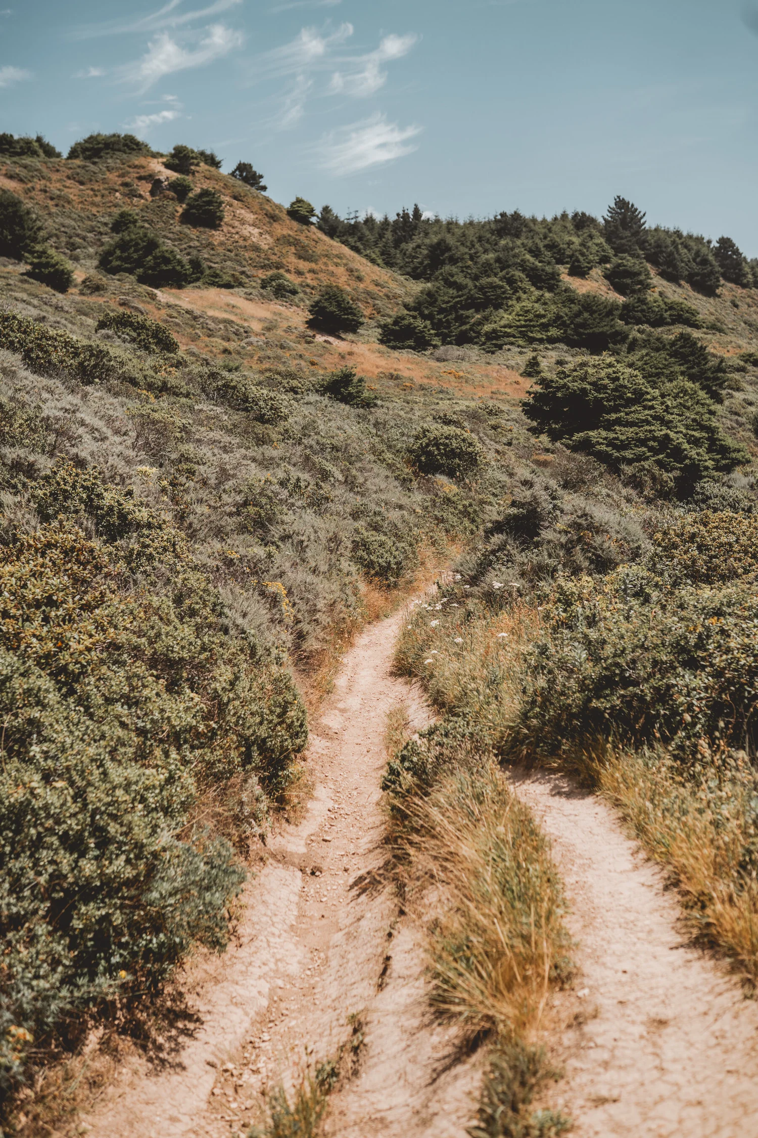 SF Bay Area Day Trips - Hike to Alamere Falls and Palomarin Trail ...