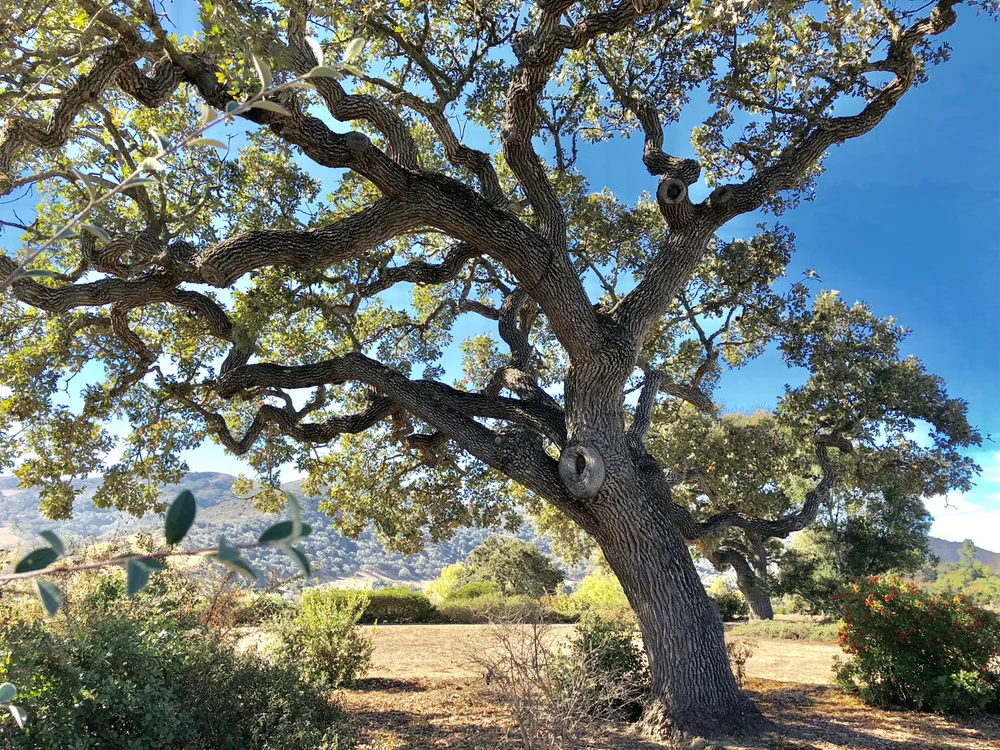 A Favorite Tree — Still Amazed