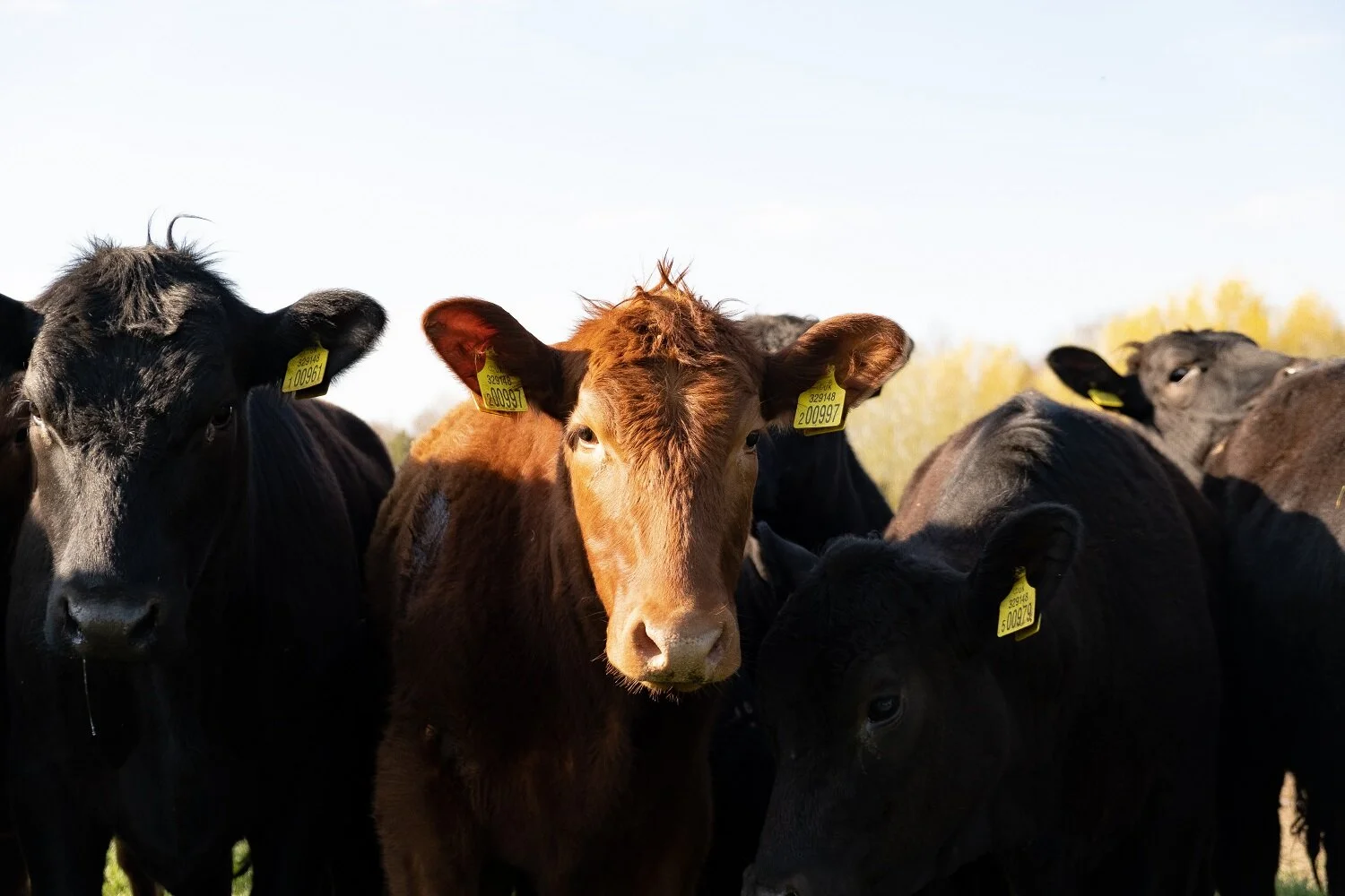 Online Cotswolds Farmshop and Butchery