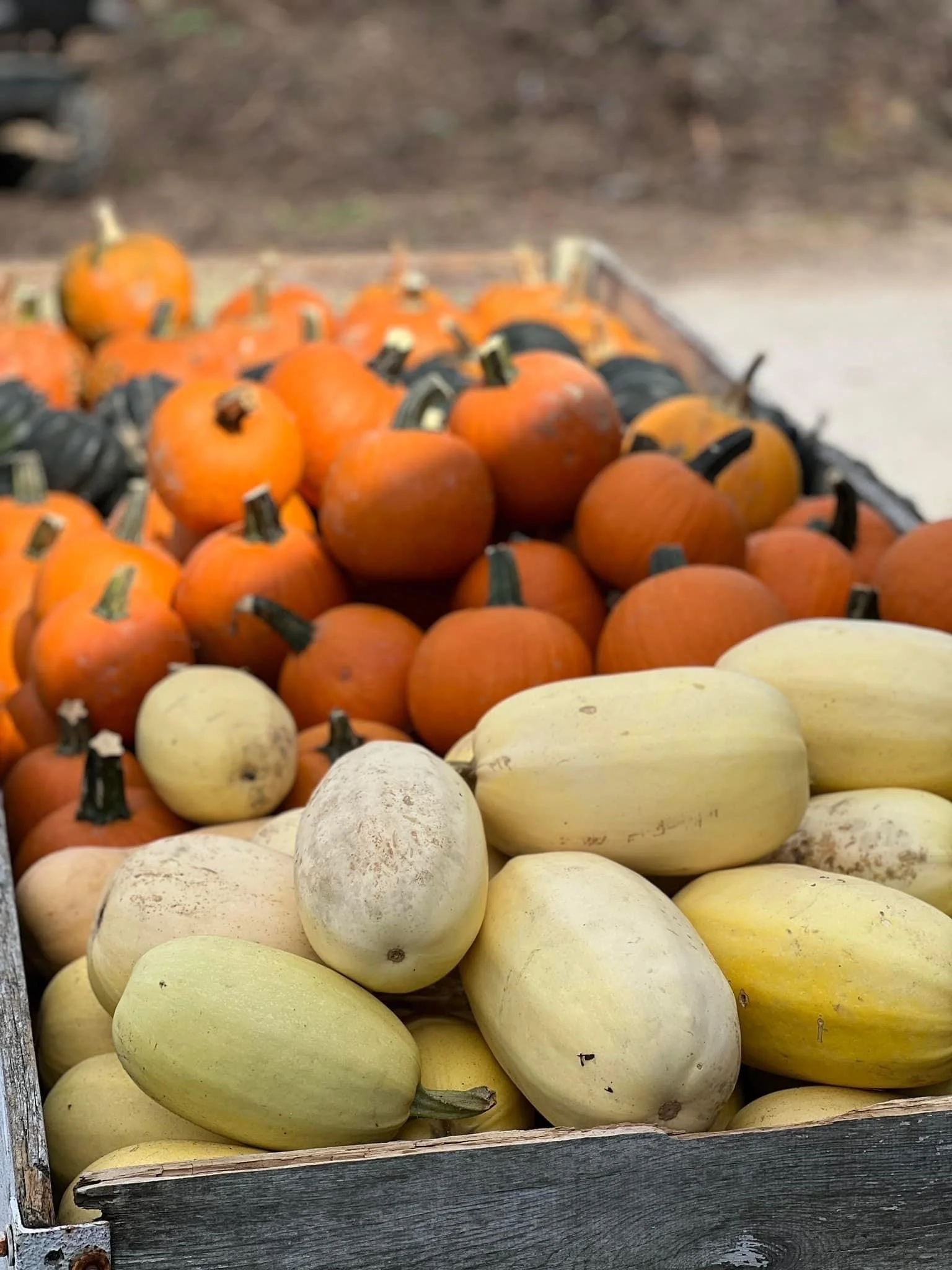 The Fall Farmstand — AVArrow.com