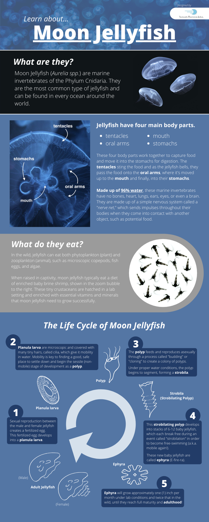 What Are Jellyfish? — Moon Jellyfish