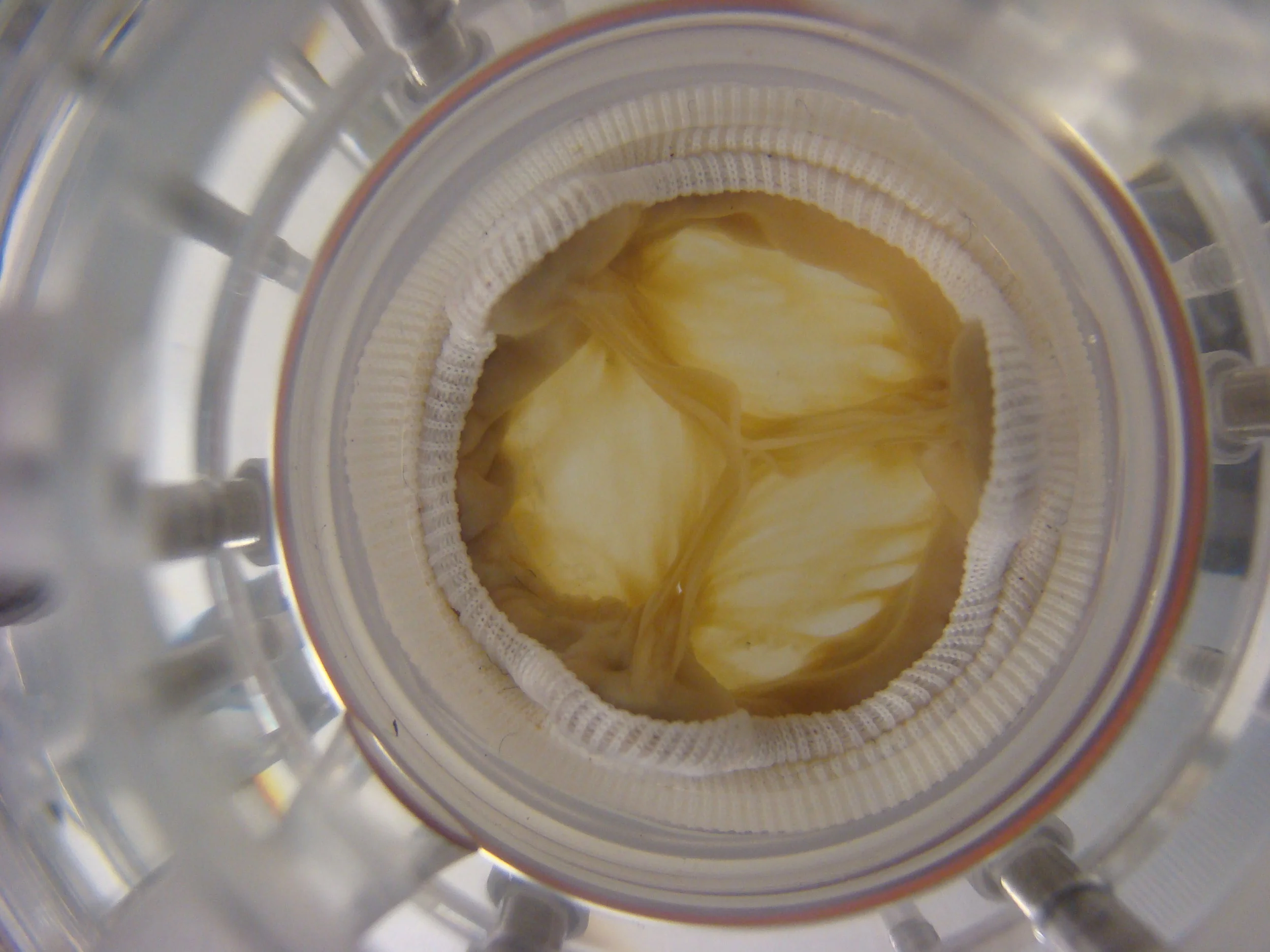 Heart Valve Bioreactor — Aptus Bioreactors