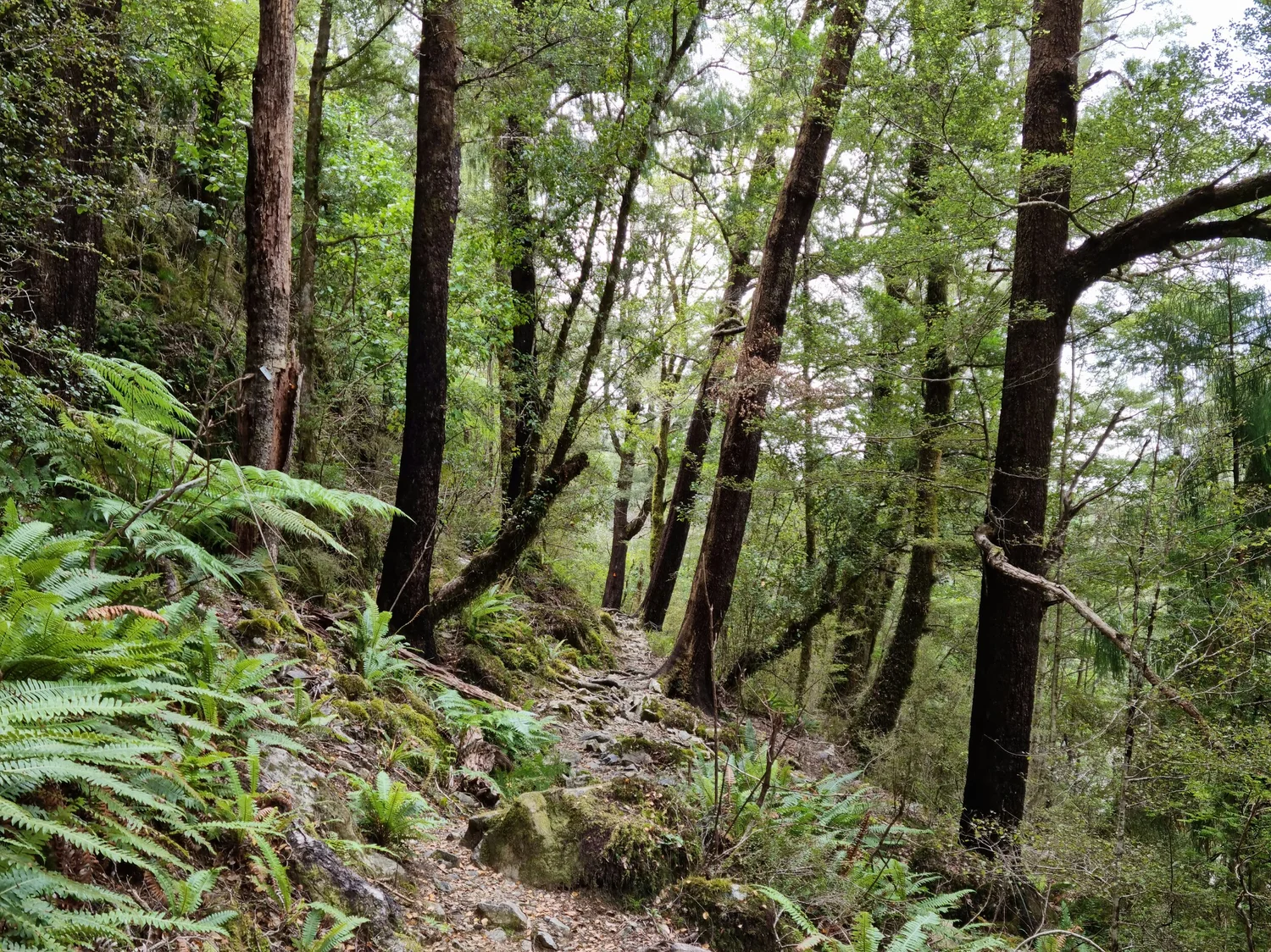 Kai Rescue — Nelson Environment Centre