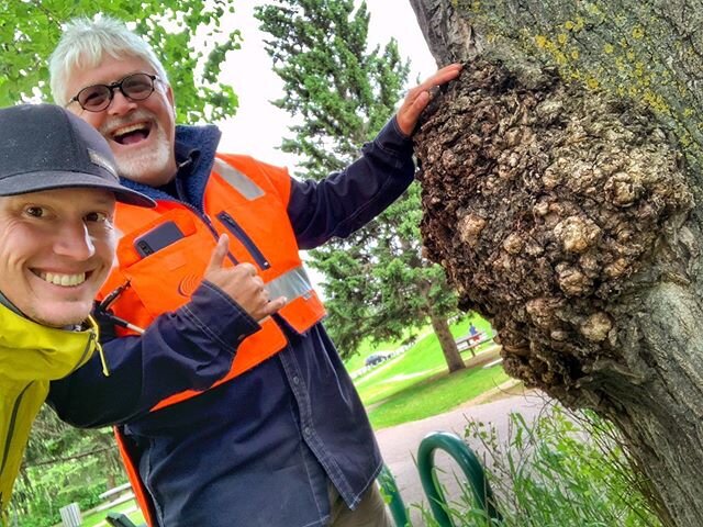 Cochrane Tree Care | Arborist Removal and Pruning Service