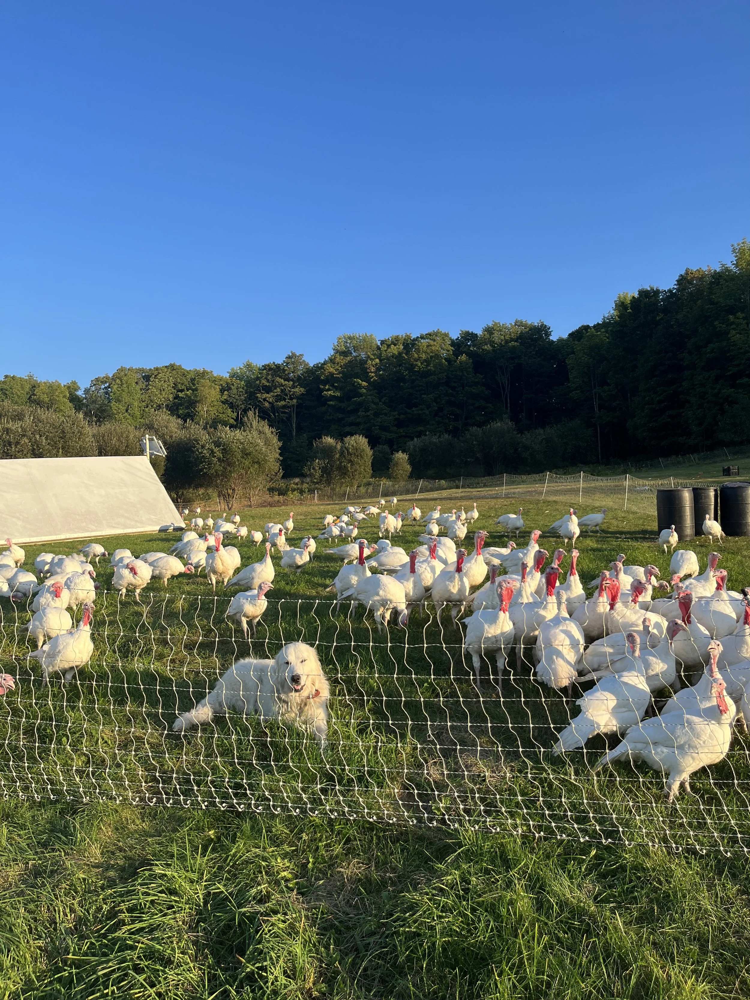 Order Fresh Poultry — Hillside Farm