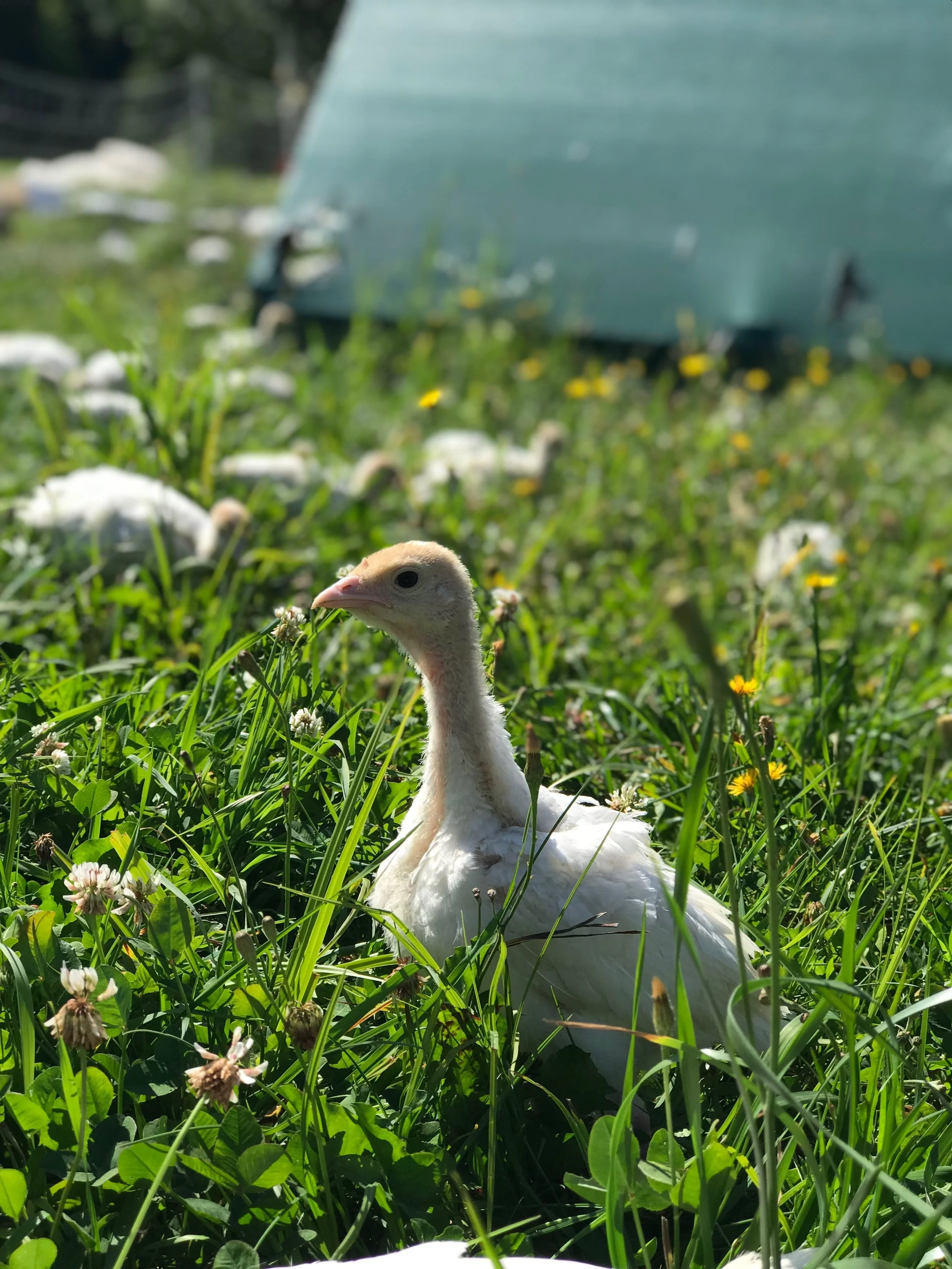 Order Fresh Poultry — Hillside Farm