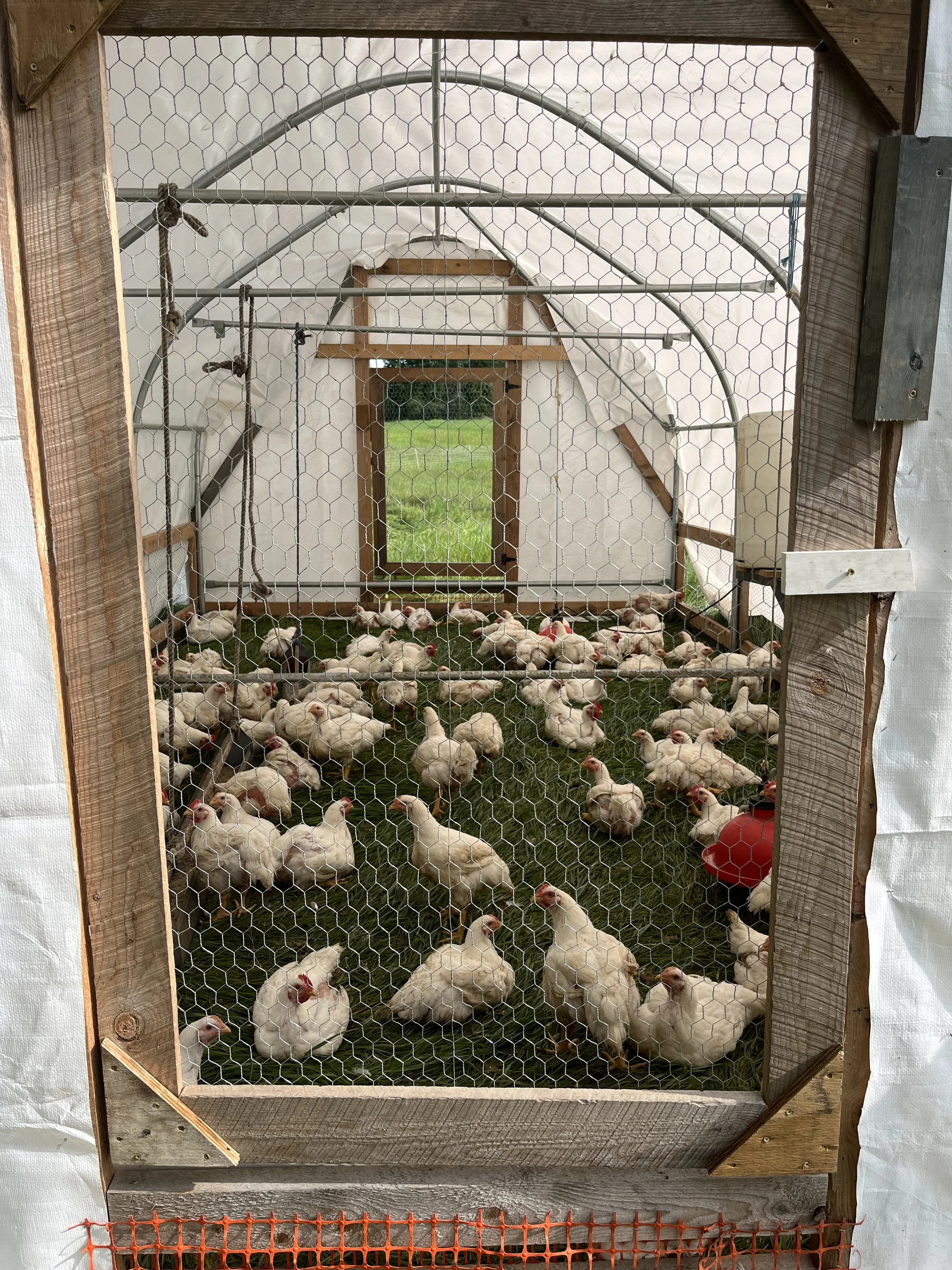 Order Poultry — Hillside Farm