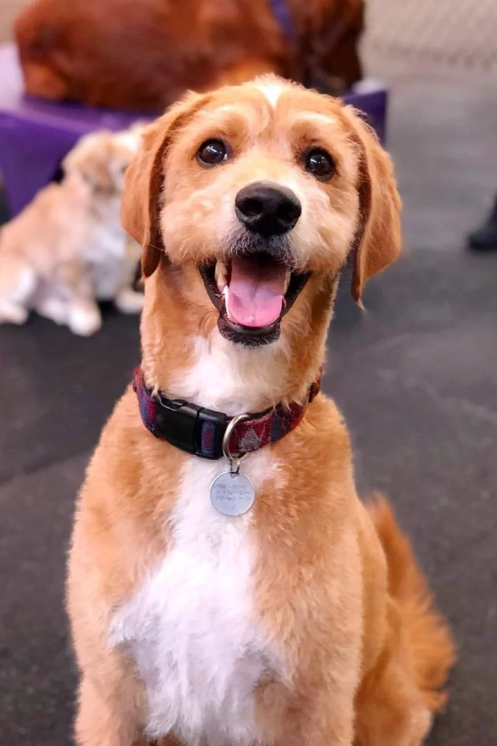 How to Join — LexiDog