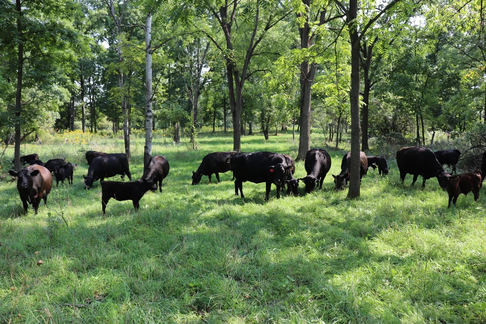 Program Overview — The Climate Adaptation and Mitigation Fellowship