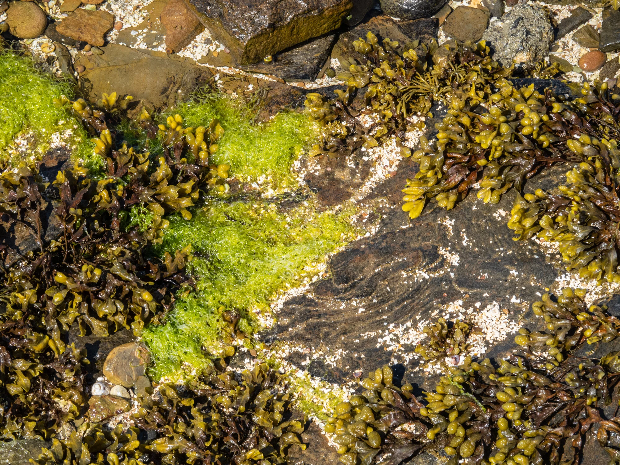 GRAEMSAY MAERL — Photography in Mind