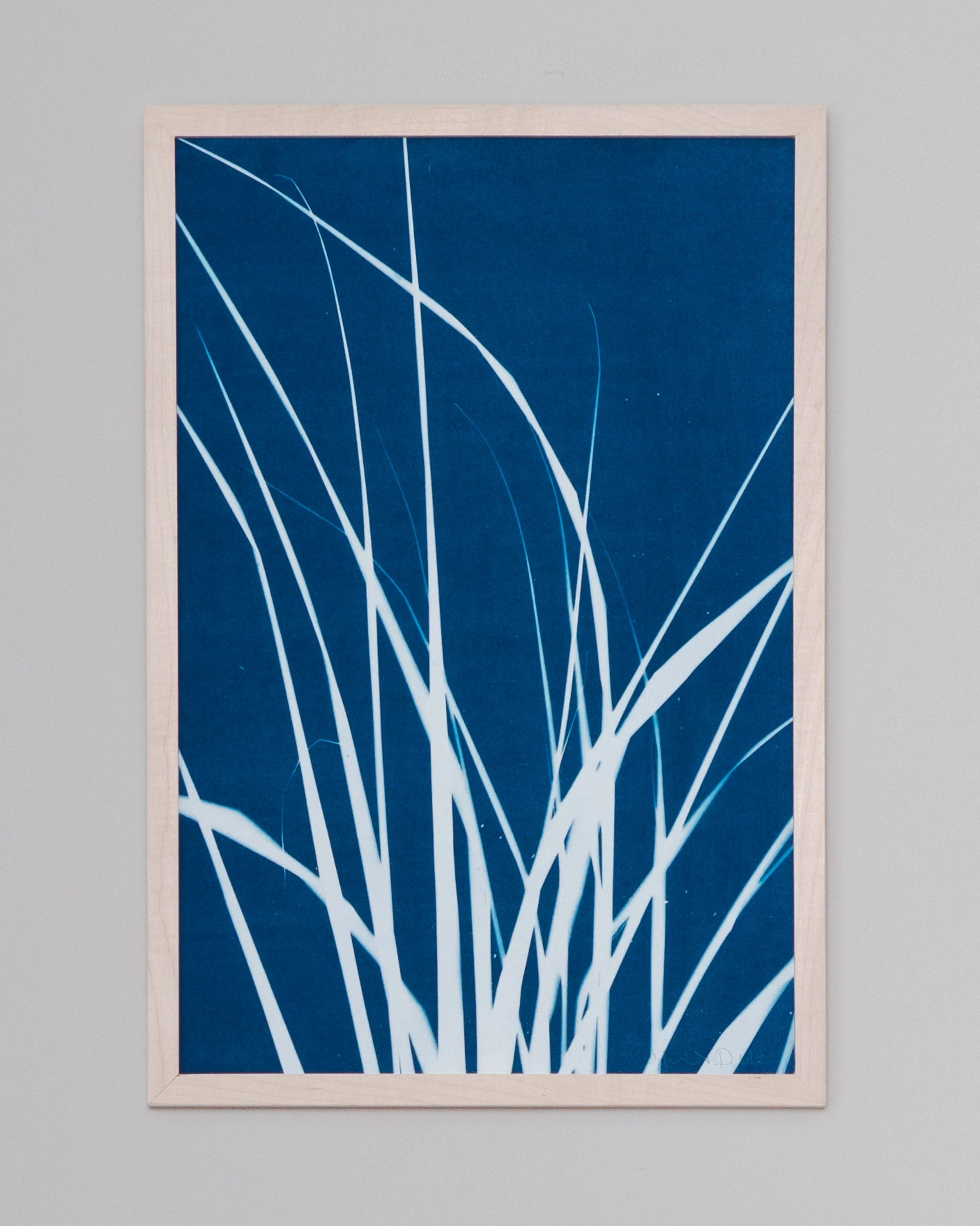 Cyanotype Originals — Megan DuMont